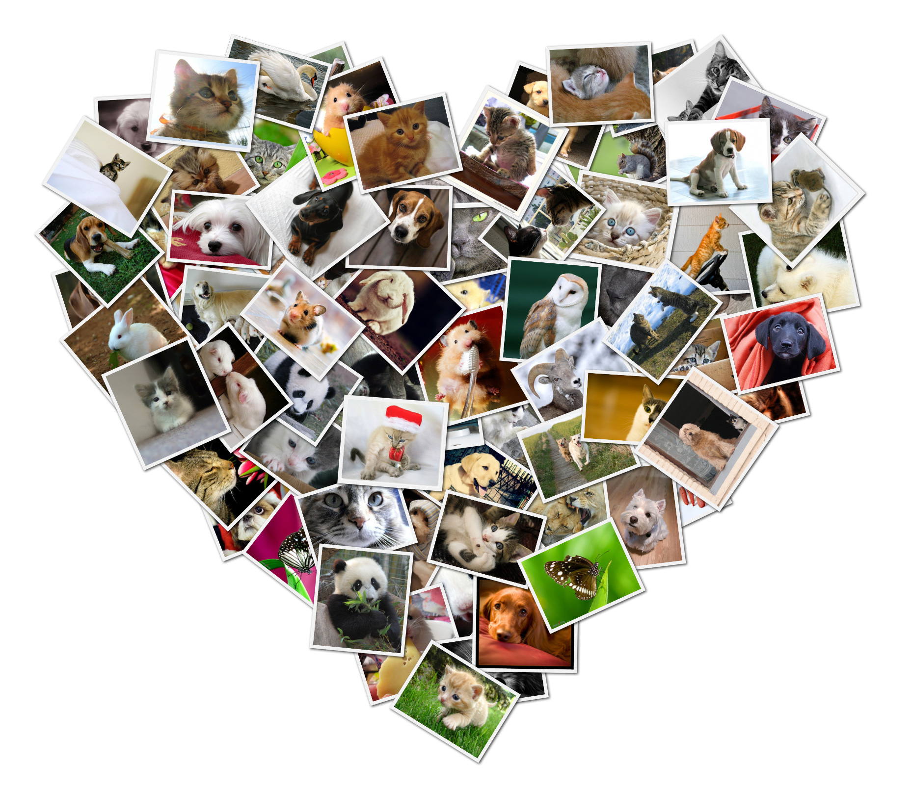 Photo Collage Screensaver Collage Come Sfondo